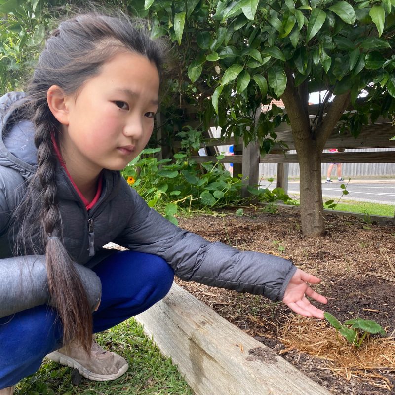 Aspendale Primary School Garden Club | Garden Crown | Buy Seedlings ...