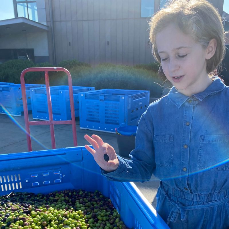 Aspendale Primary School Olive Harvest | Garden Crown | Buy Seedlings ...