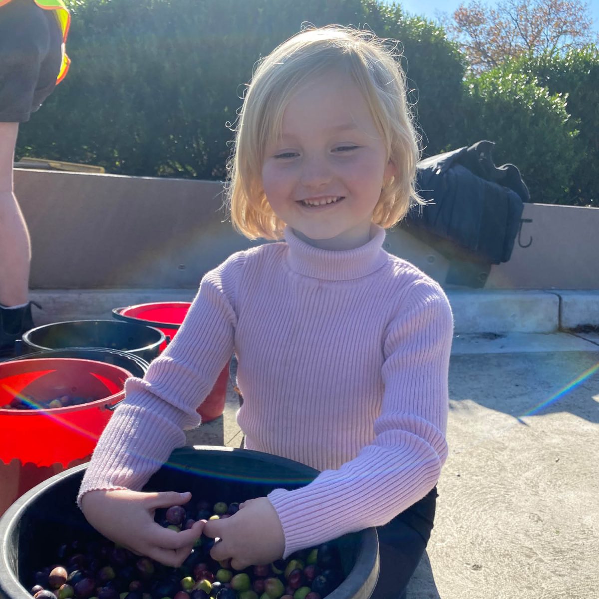 Aspendale Primary School Olive Harvest | Garden Crown | Buy Seedlings ...