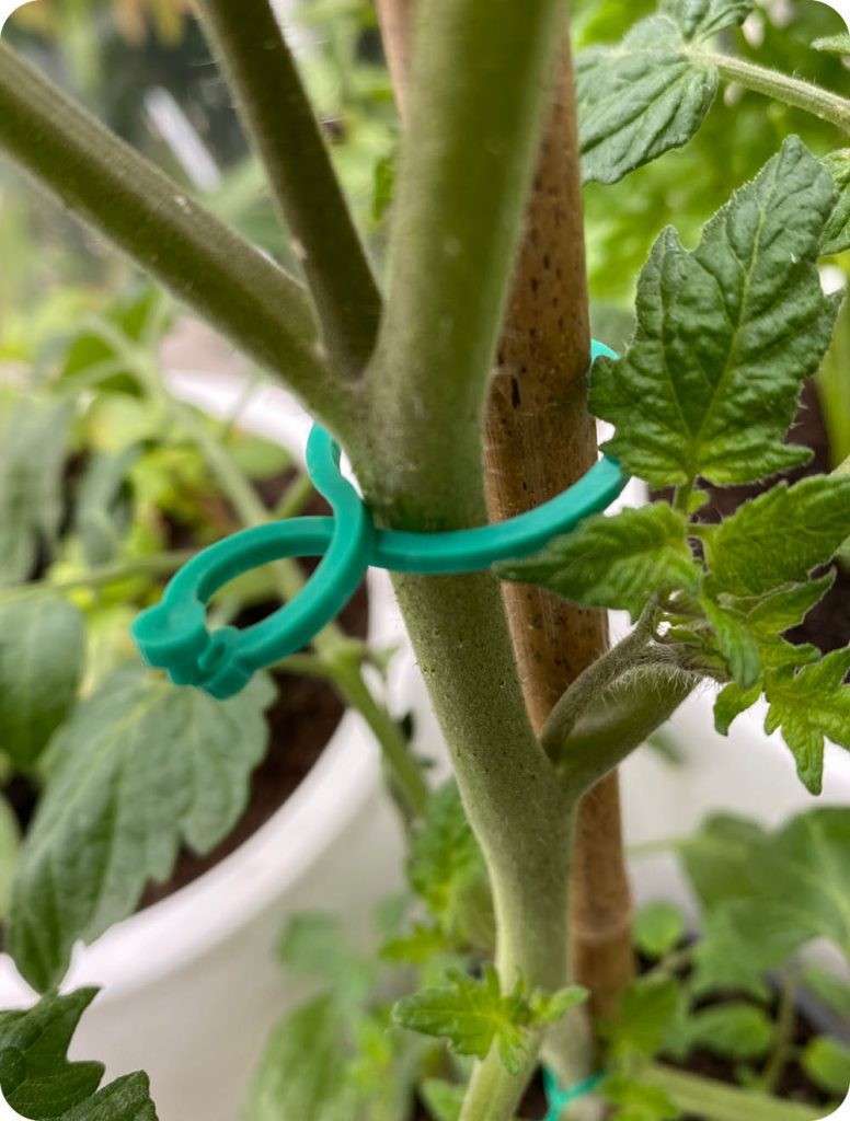 Clips | Garden Crown | Buy Seedlings Online Melbourne