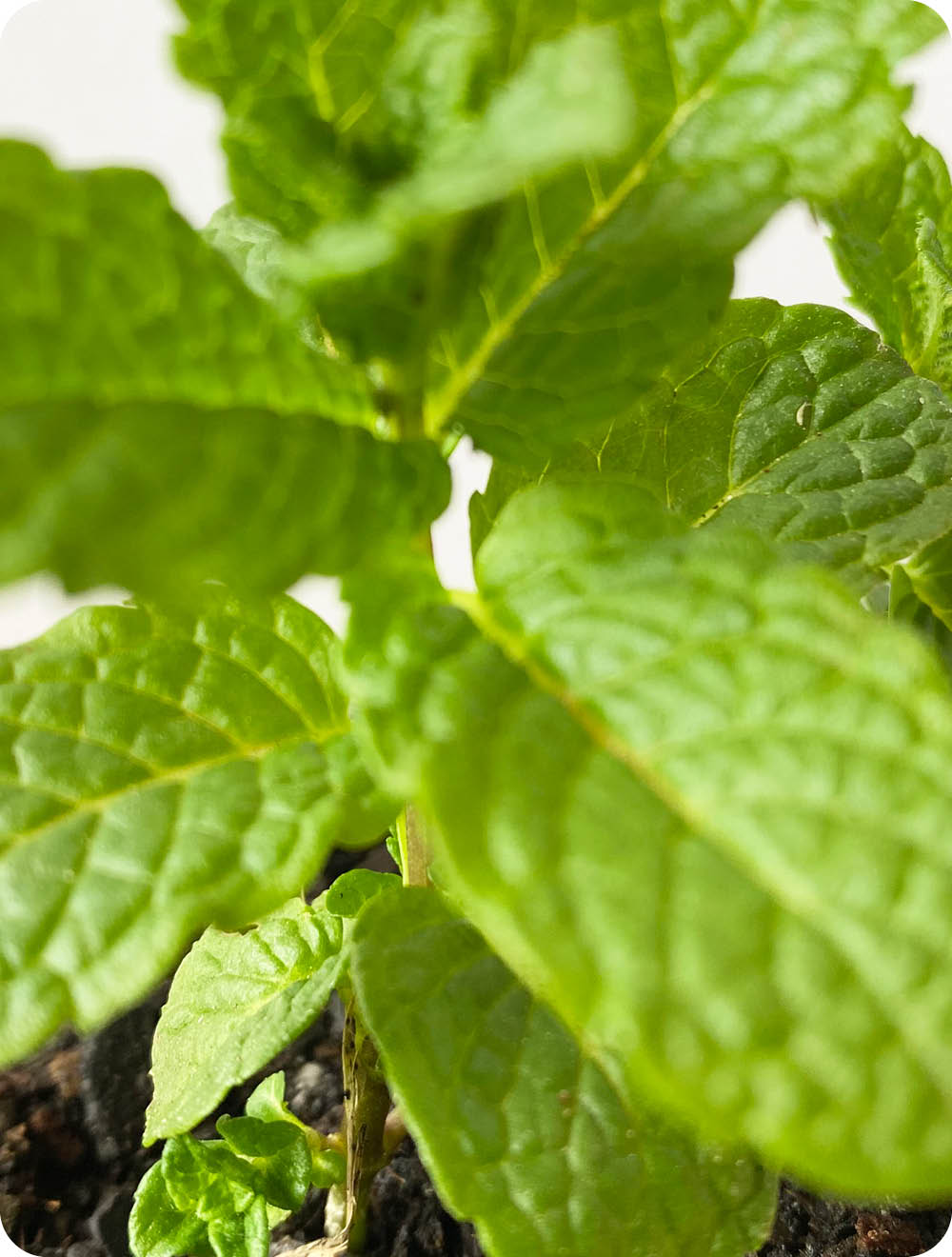 Buy Seedlings Online Melbourne | Click and Collect Seedlings