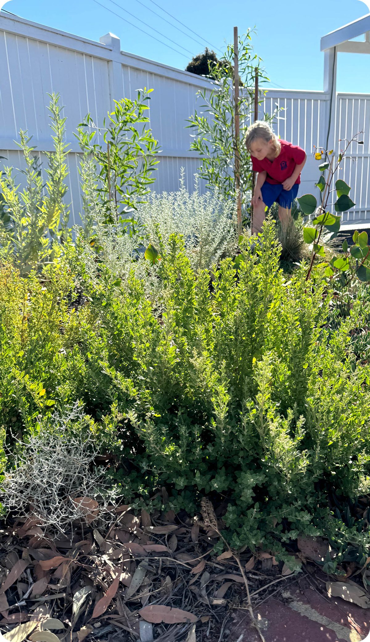 Aspendale Tiny Forest | Robyn Craig & Dr Olivia Sackett