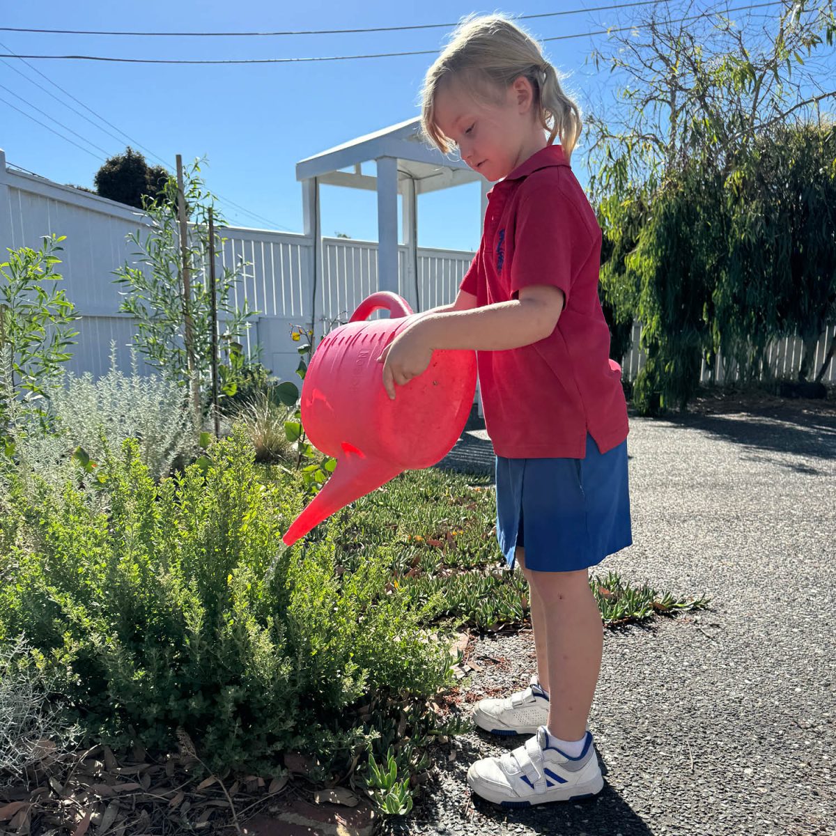 Aspendale Primary School Tiny Forest | Garden Crown | Buy Seedlings ...